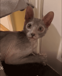 BLUE ROAN LYKOI kitten still looking for his forever home | Shalnavazz ...