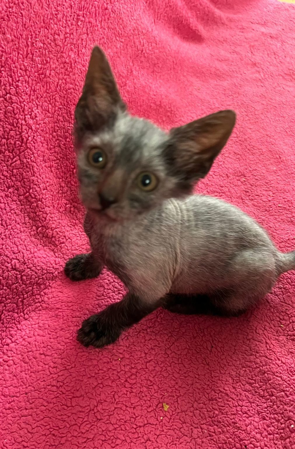 Home of Shalnavazz | Shalnavazz Sphynx and Lykoi cats